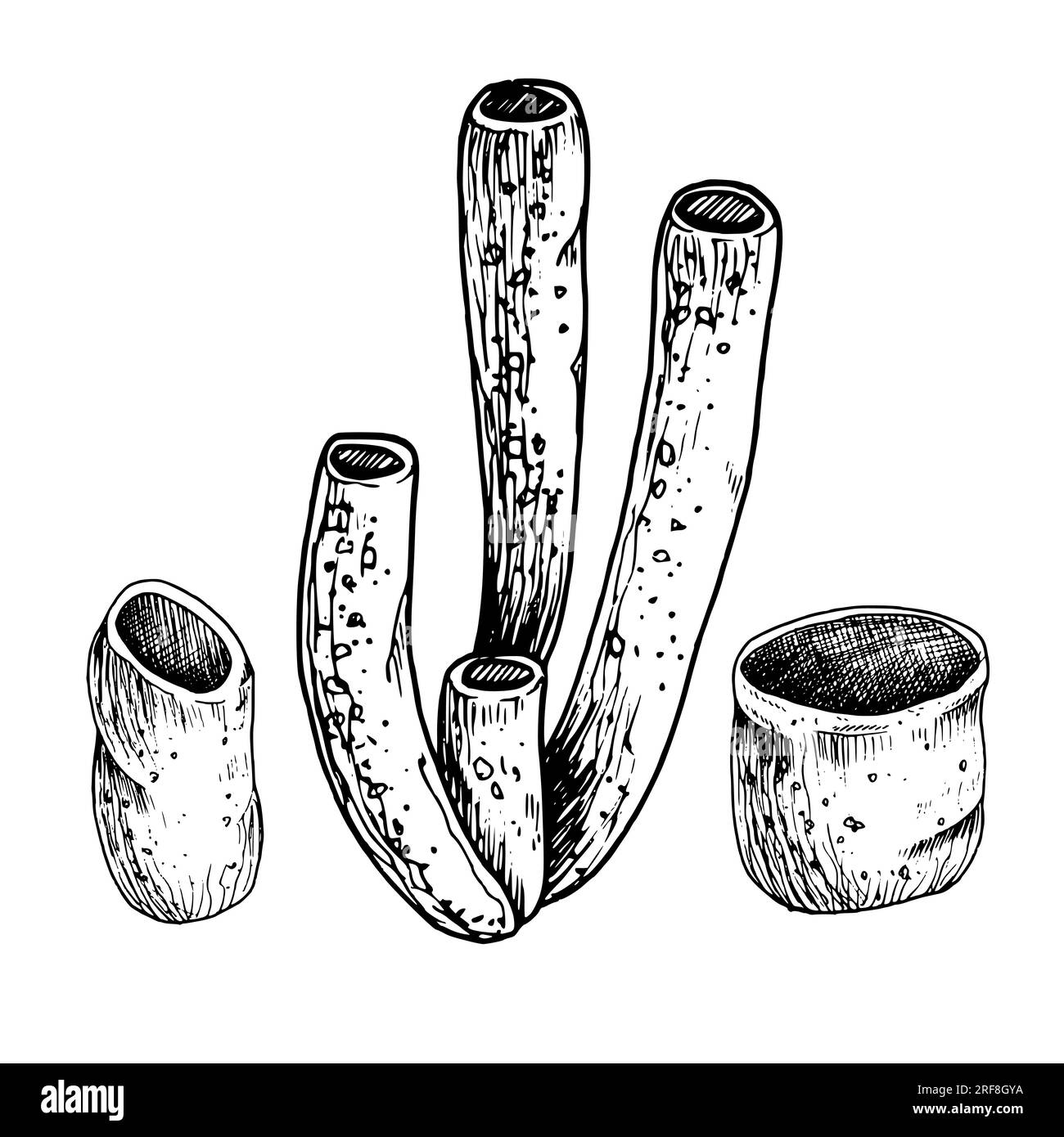 Algae tube Stock Vector Images - Alamy