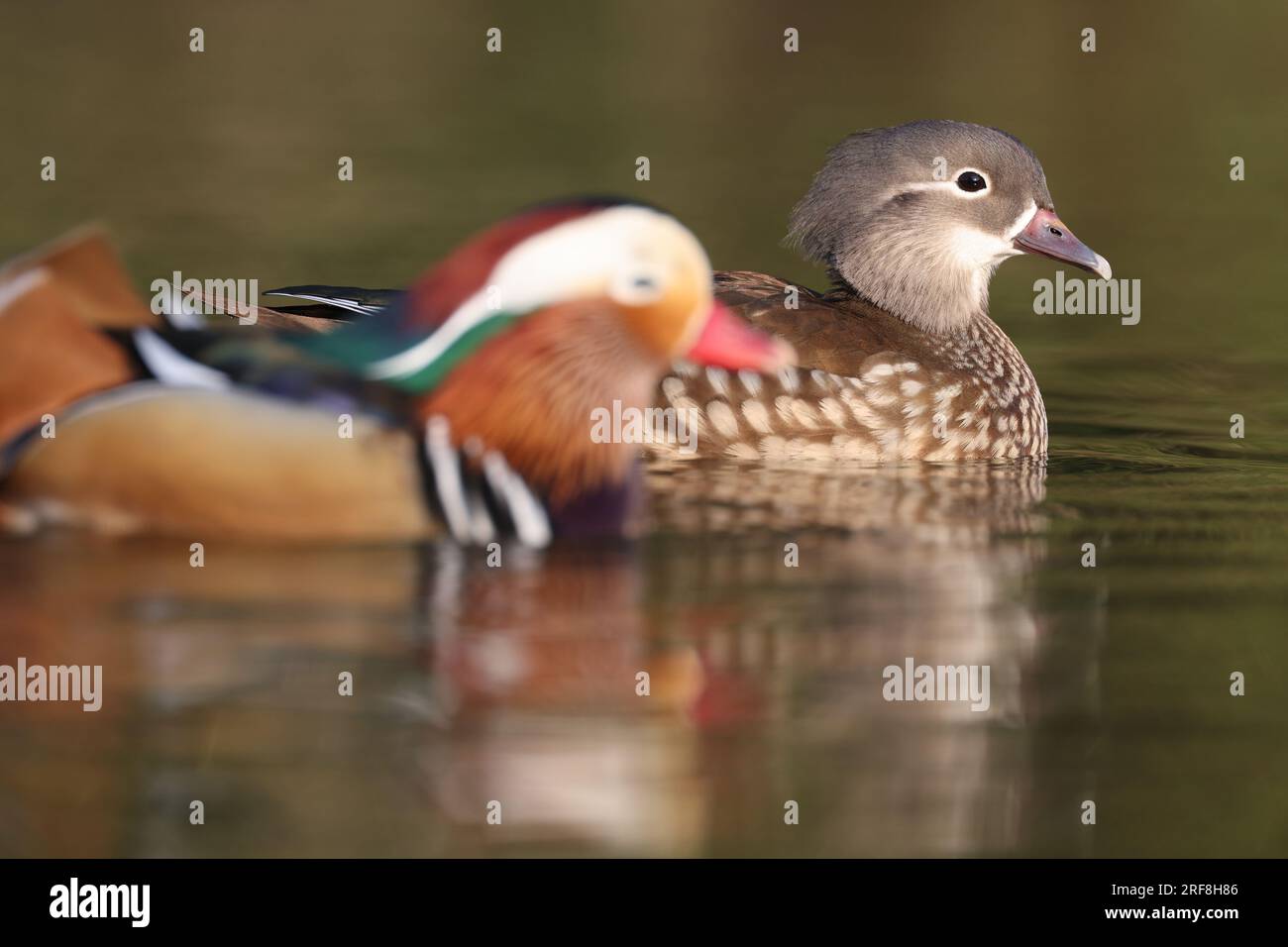 Mandarin ducks in a park in Paris, Ile de France, France Stock Photo ...