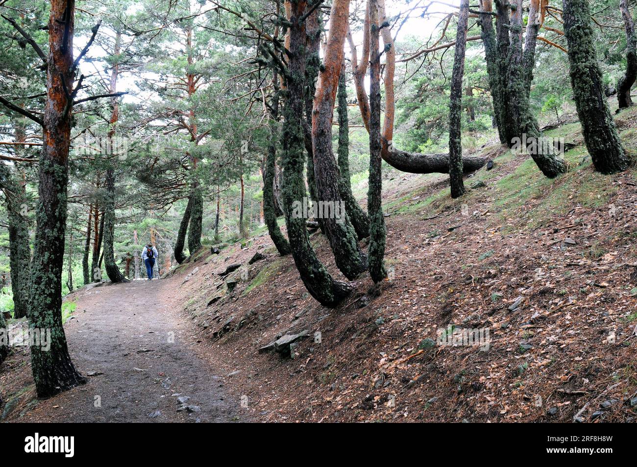 Soil creep trees hi-res stock photography and images - Alamy