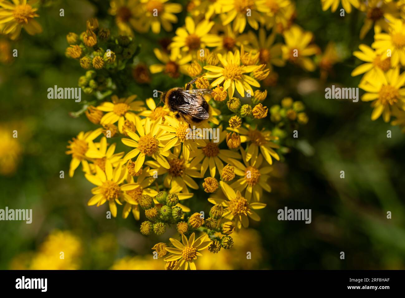Bumble bee flight pattern hi-res stock photography and images - Alamy