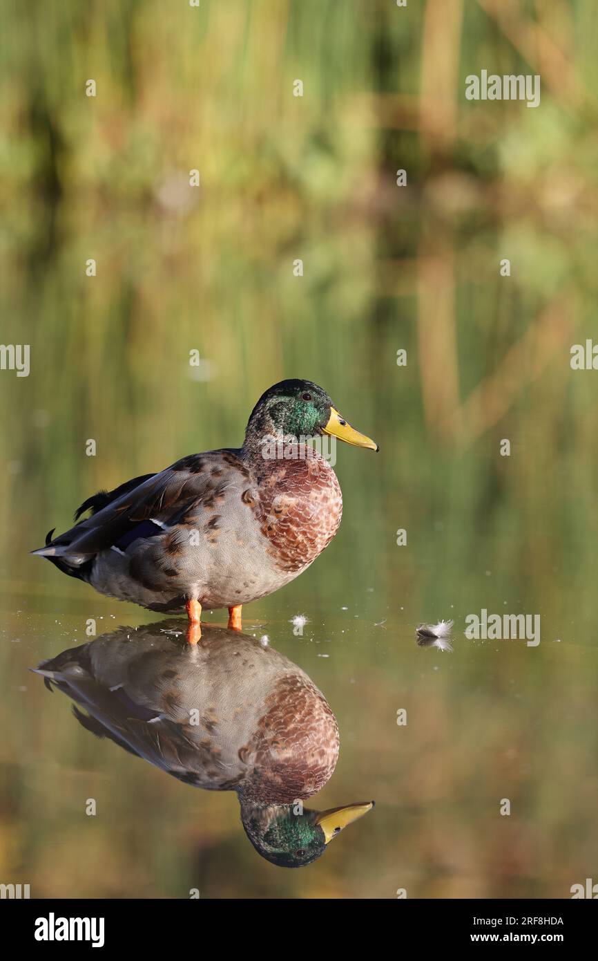 Mallard duck in a park in Paris, Ile de France, France Stock Photo - Alamy