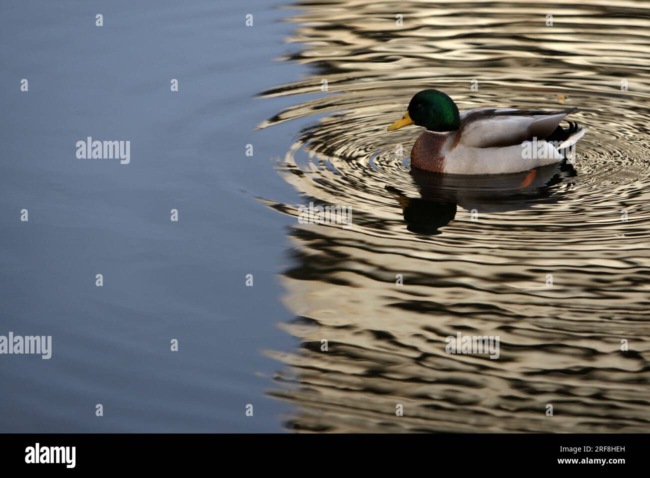 Mallard duck in a park in Paris, Ile de France, France Stock Photo - Alamy