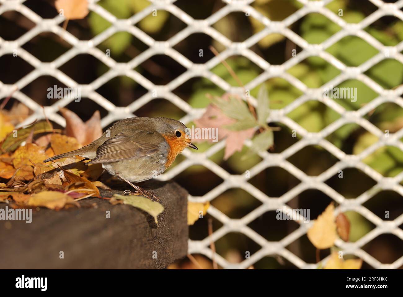 Robin a paris hi-res stock photography and images - Alamy