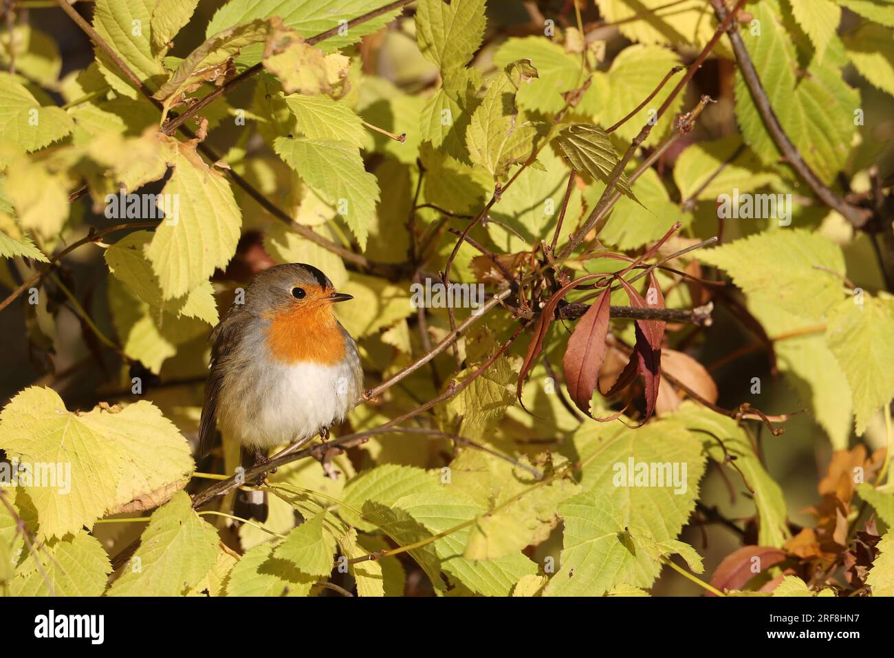 Robin a paris hi-res stock photography and images - Alamy