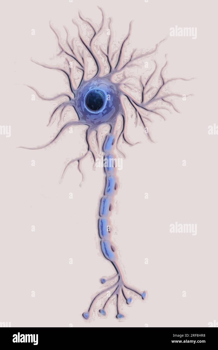 Multipolar neuron (basic cell of nervous tissue, receiving, analyzing ...