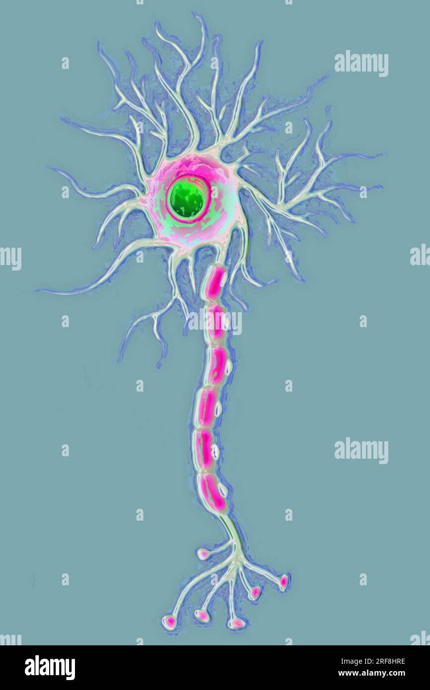 Multipolar Neuron Basic Cell Of Nervous Tissue Receiving Analyzing And Producing Information