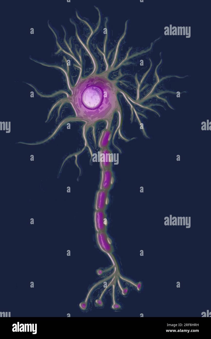 Multipolar Neuron Basic Cell Of Nervous Tissue Receiving Analyzing And Producing Information