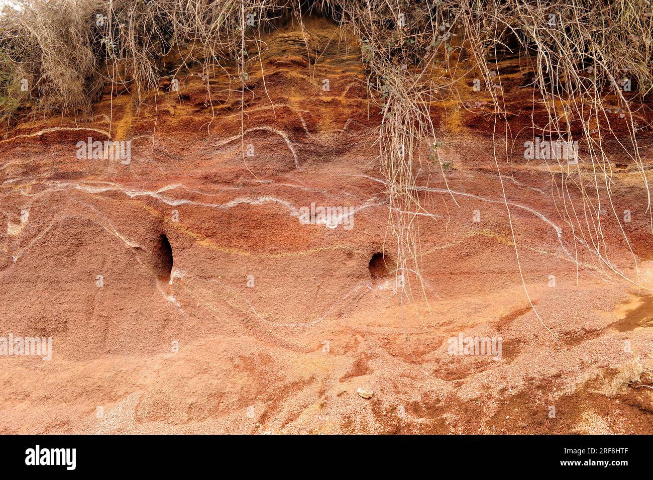 Andisol or volcanic soil. This photo was taken in Croscat volcano near ...