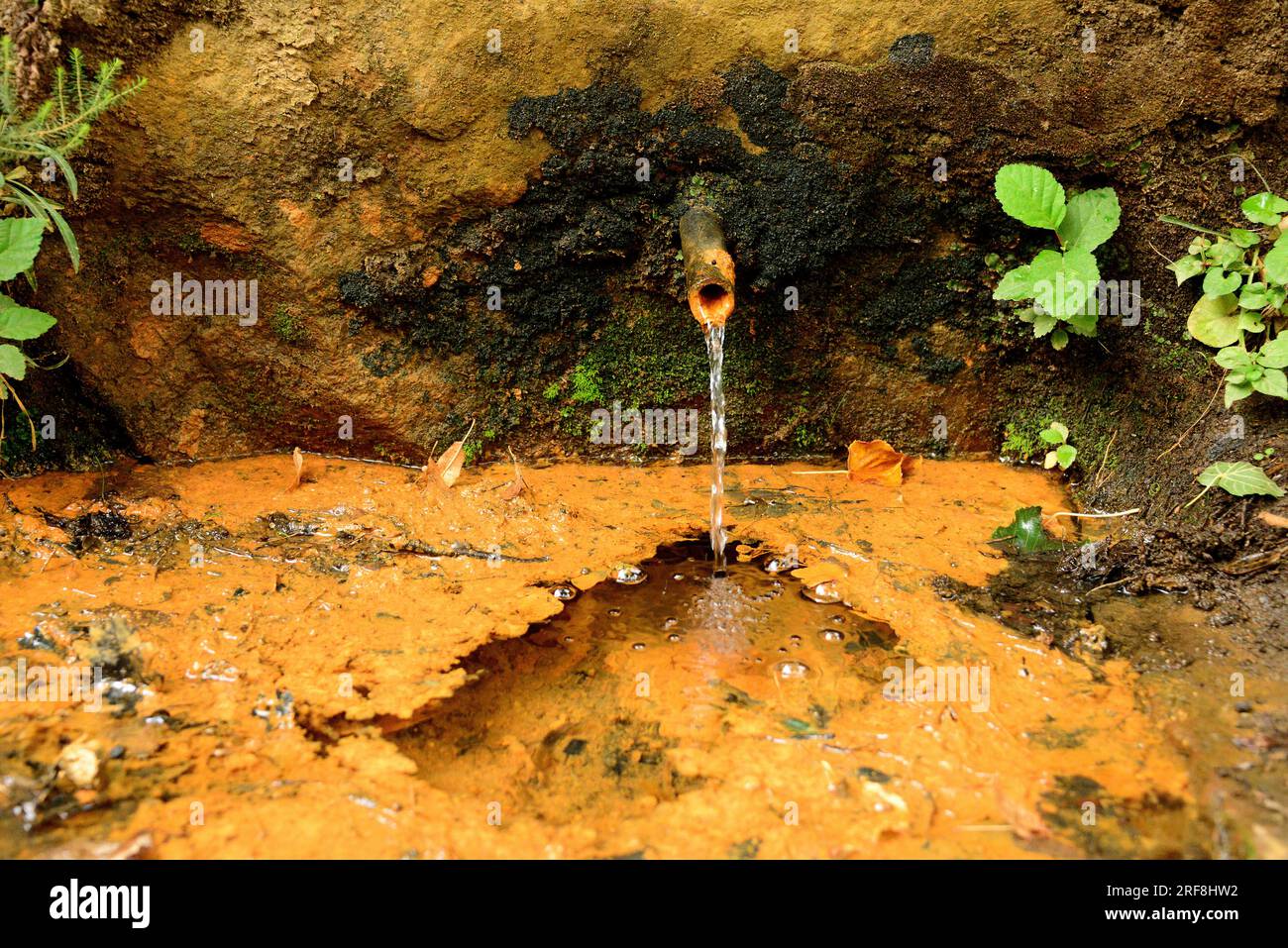 Thiobacillus ferrooxidans hi-res stock photography and images - Alamy