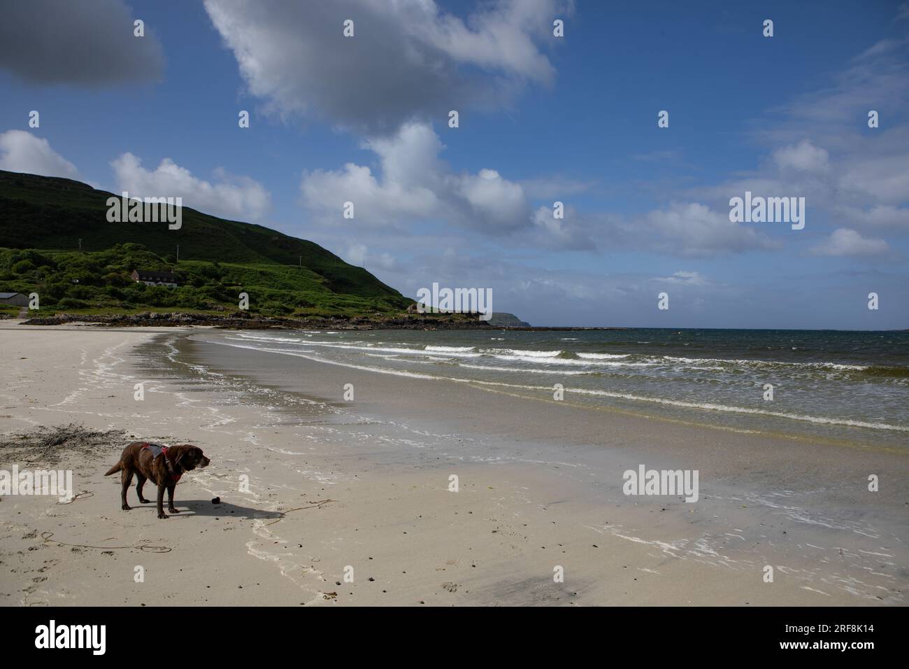 Chocolate Labrador off lead on Calgary Beach, Isle of Mull, Scotland ...