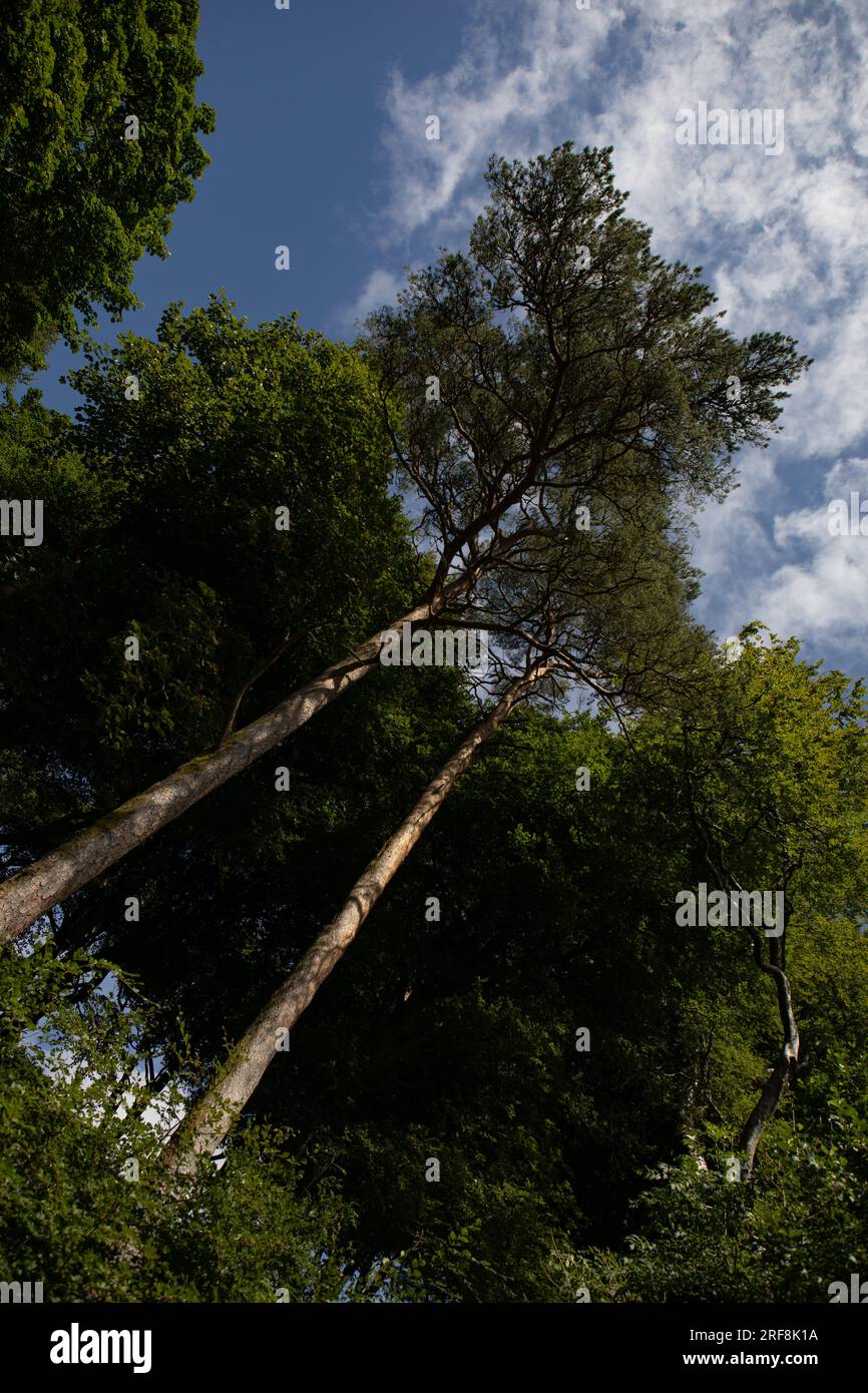 Strong diagonal hi-res stock photography and images - Alamy