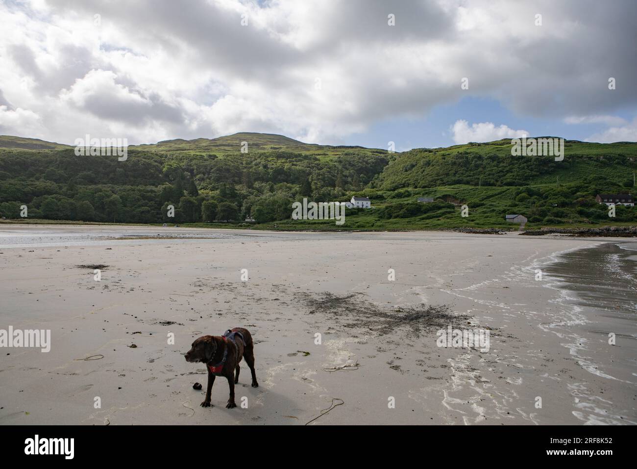 Labrador calgary beach hi-res stock photography and images - Alamy