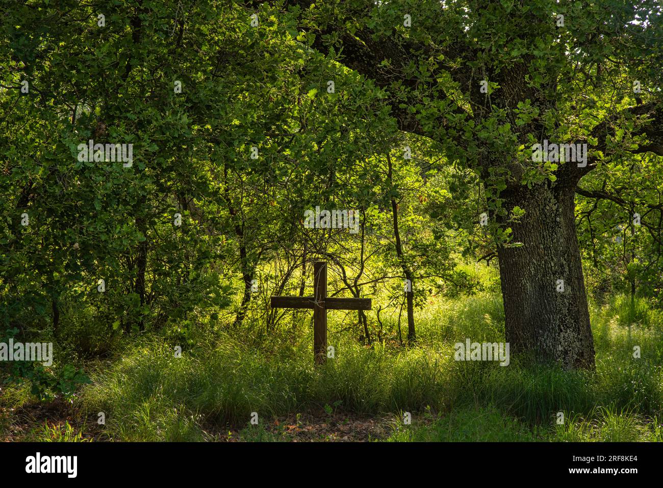 Lone cross in memory in the shade of the oak Stock Photo - Alamy
