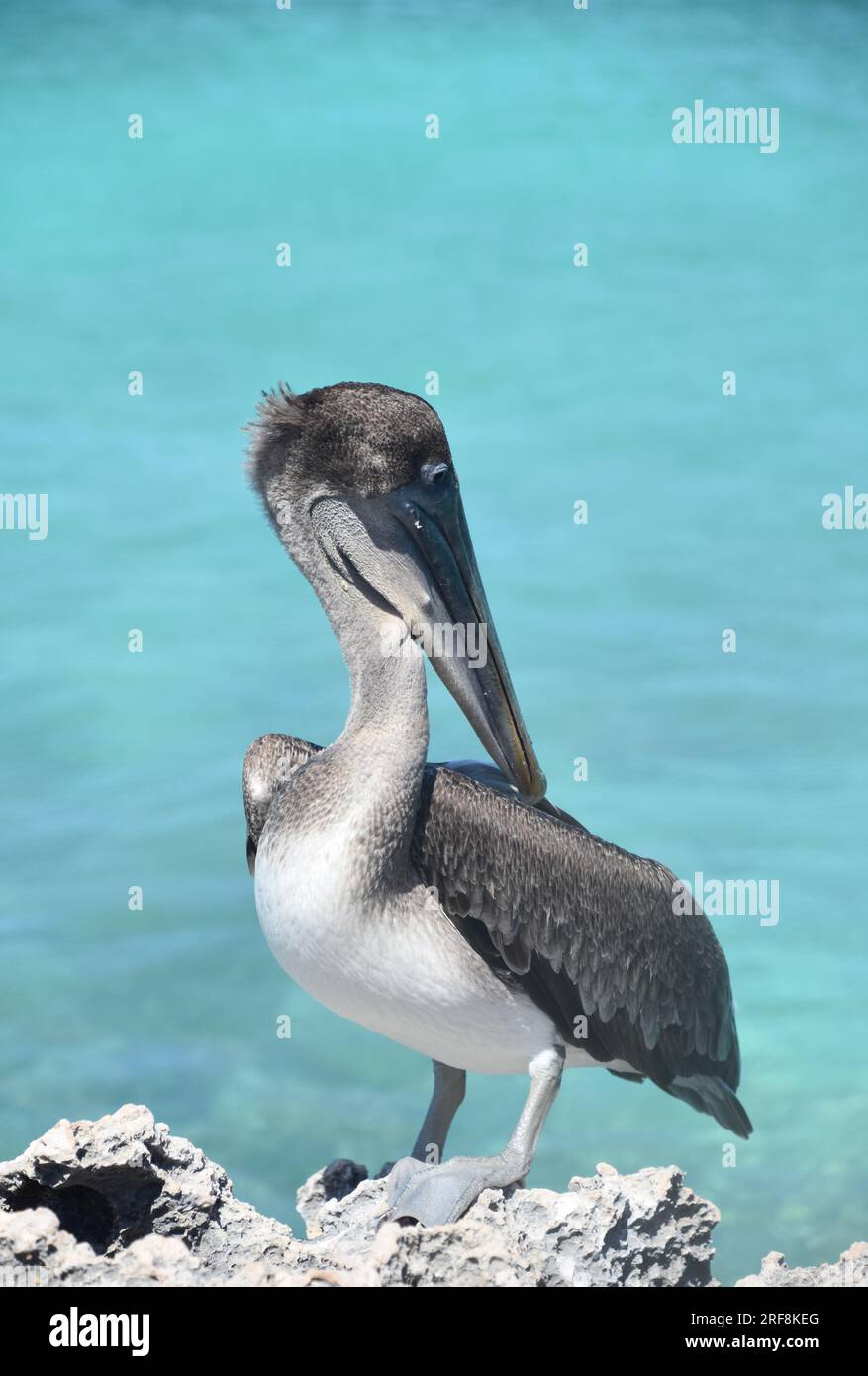 Brown pelican with his head turned using his beak to itch his feathers ...
