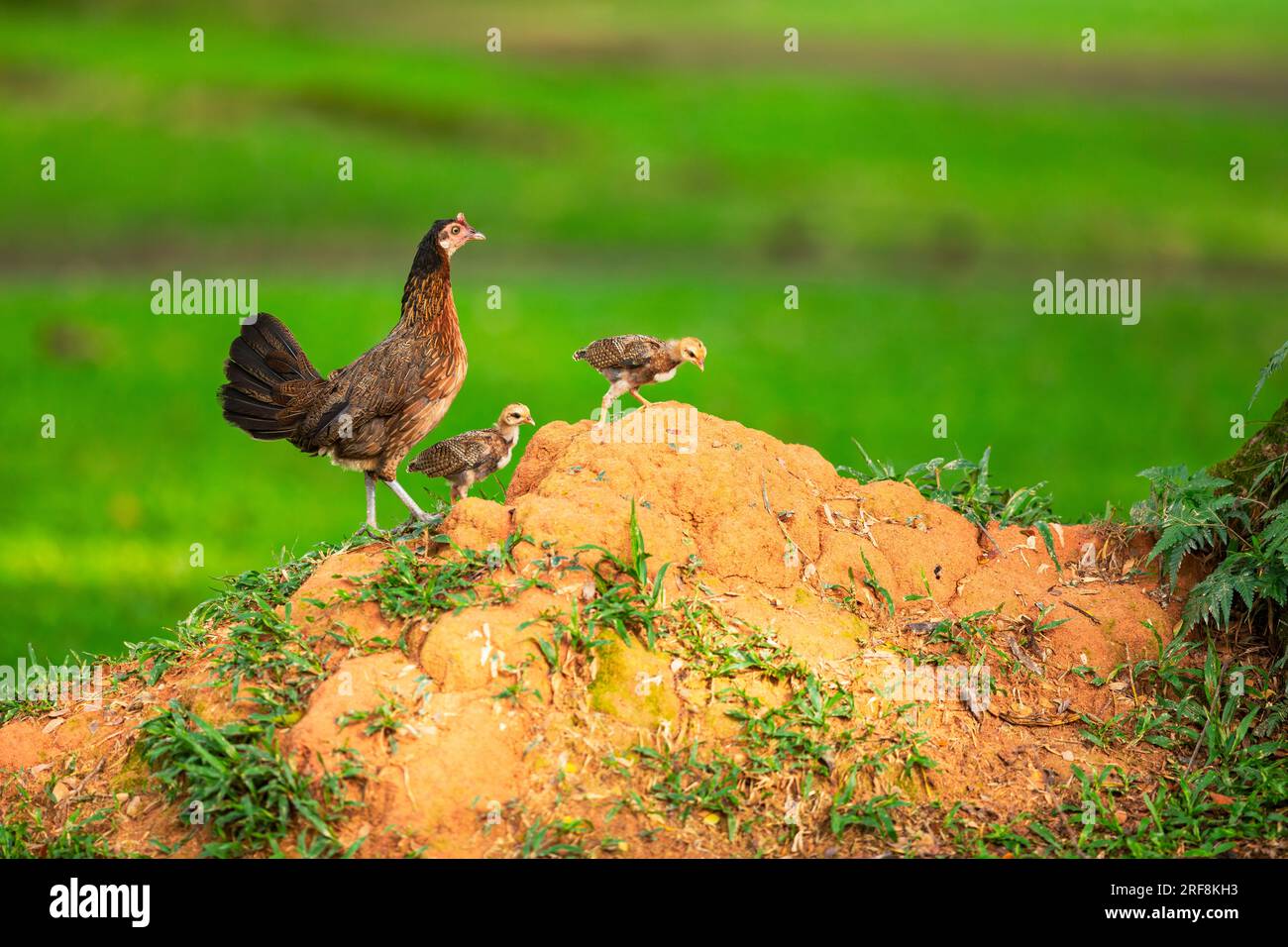 A red junglefowl hen ever alert as she keeps an eye on her two chicks ...