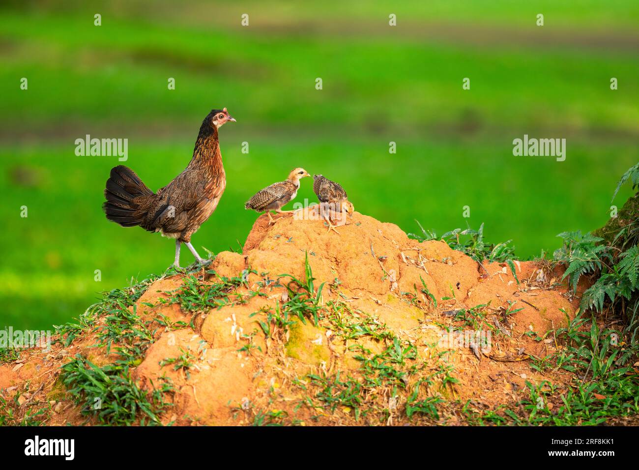 A red junglefowl hen ever alert as she keeps an eye on her two chicks ...