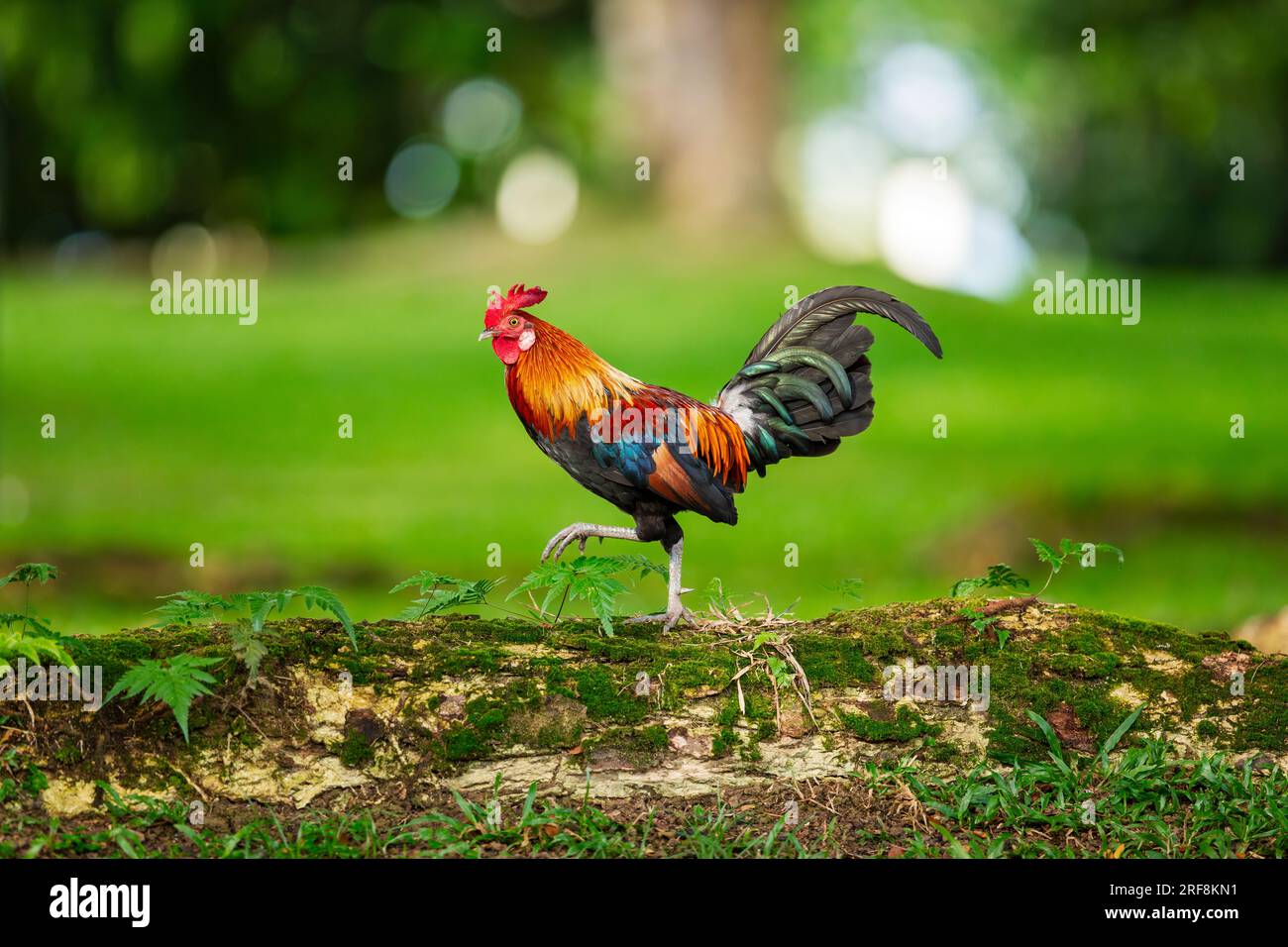 A red junglefowl rooster struts along tree root in a park, Singapore ...
