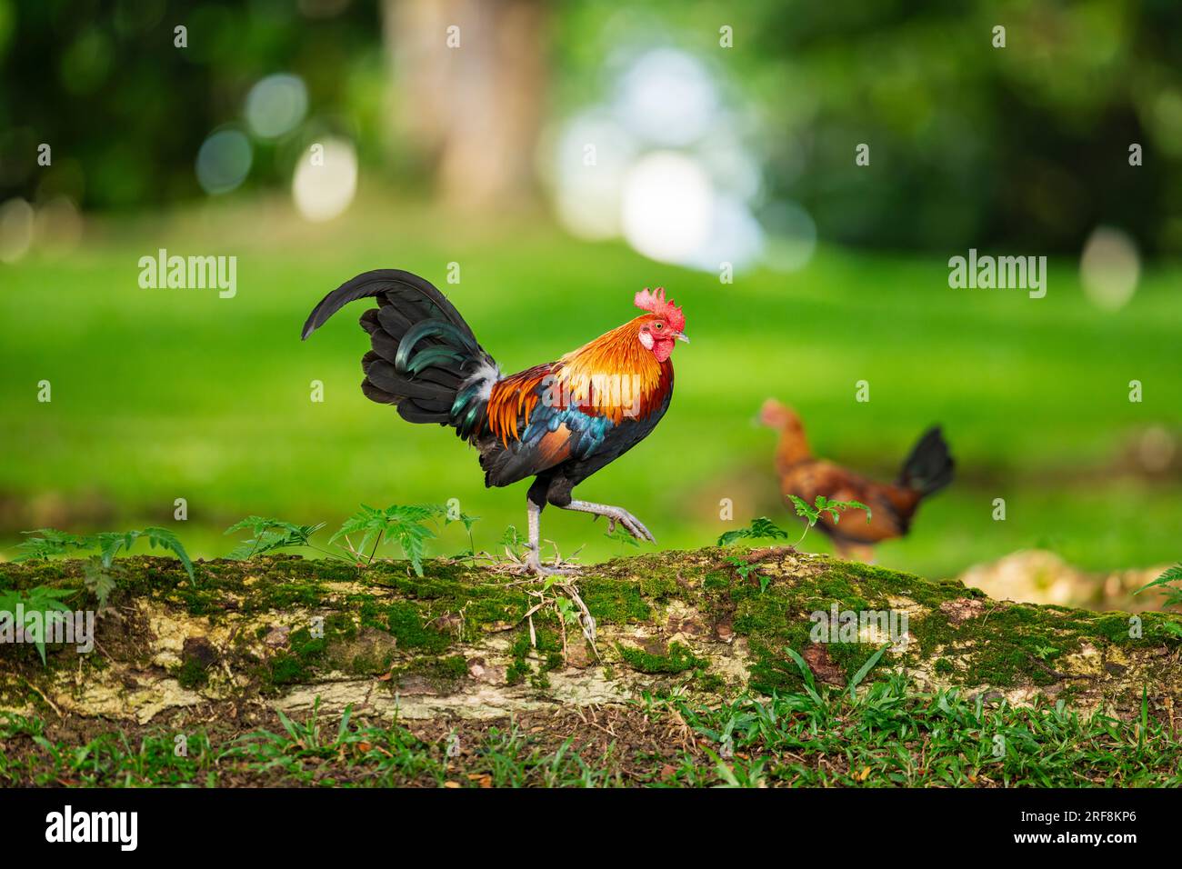 A red junglefowl rooster struts along tree root in a park while a hen ...