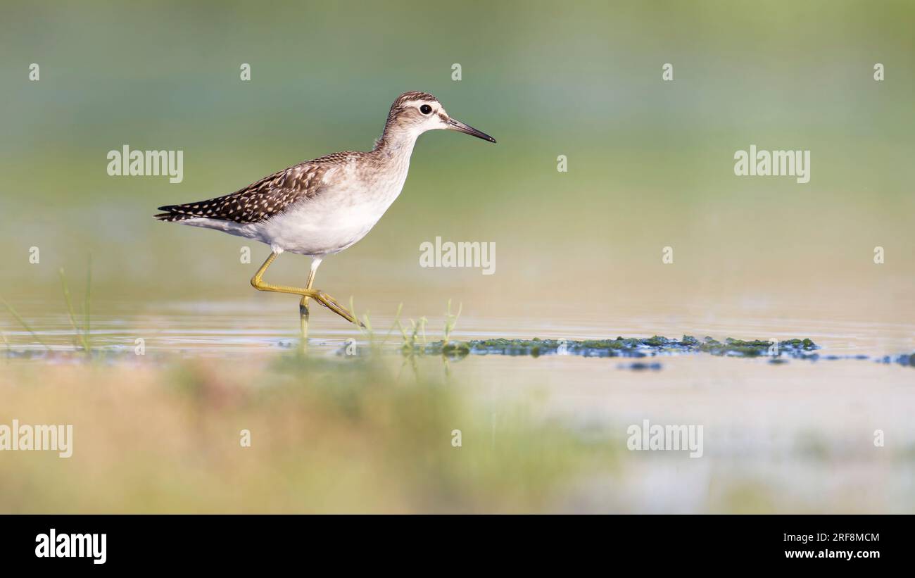 Wood sandpiper, Tringa glareola foraging in shallow water Stock Photo ...