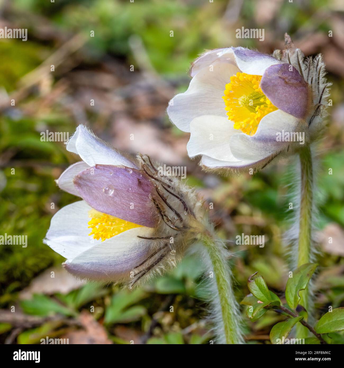 Arctic lady hi-res stock photography and images - Alamy