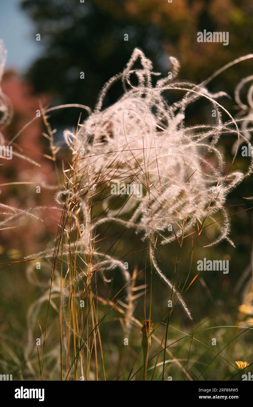 Vertical photo of a white pink fluffy plant with tentacles from a ...