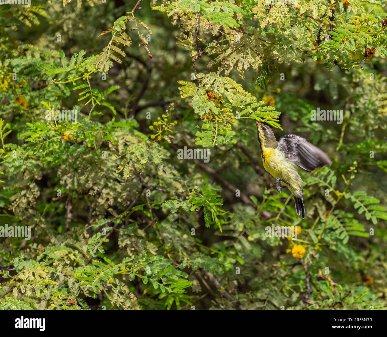 A Sun Bird taking food from tree Stock Photo - Alamy