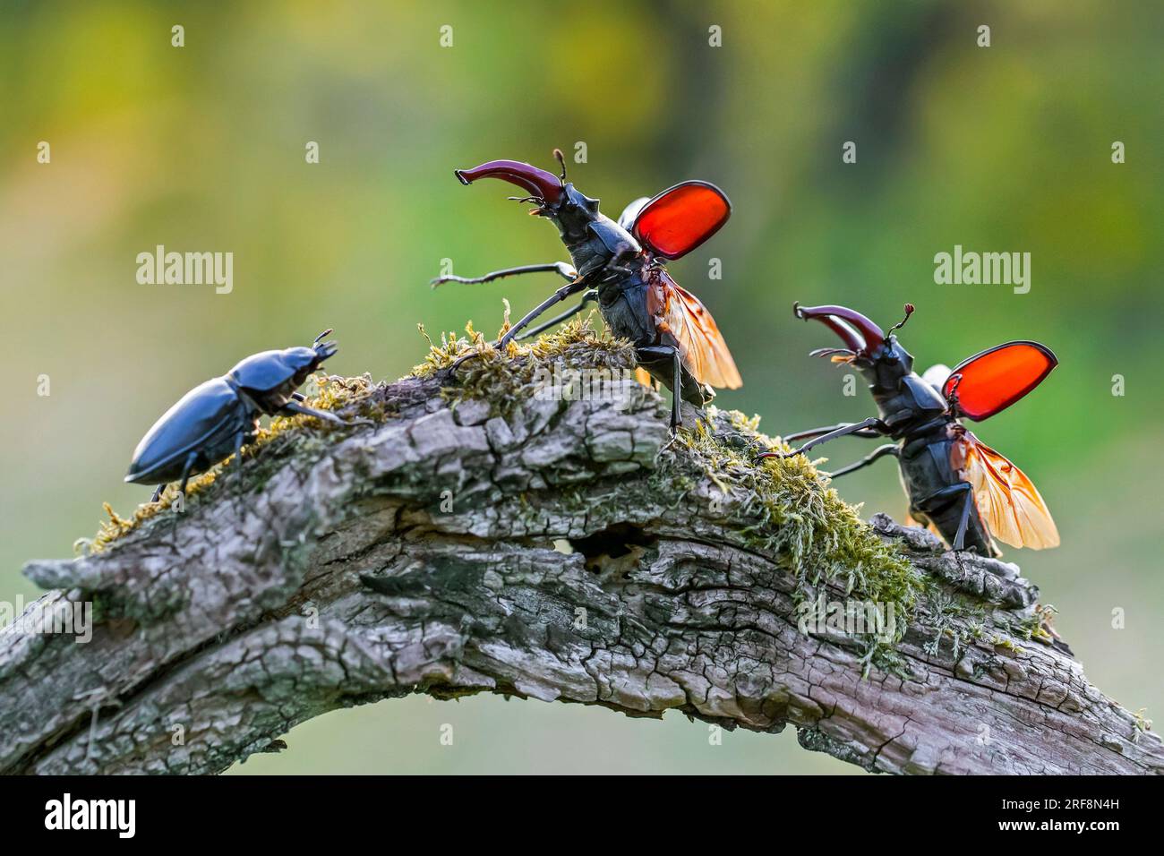 European stag beetles (Lucanus cervus) two males with large mandibles ...