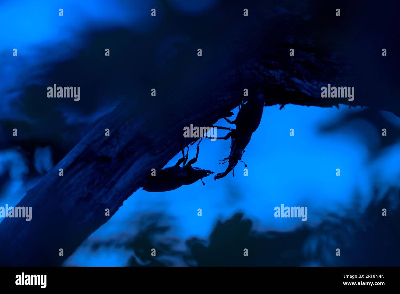 European stag beetles (Lucanus cervus) male with large mandibles / jaws ...