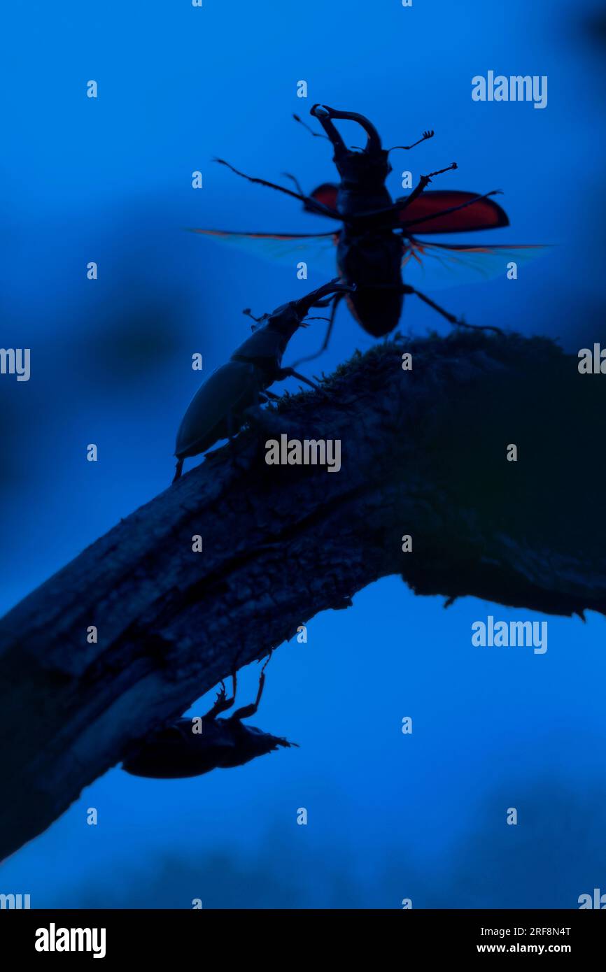 European stag beetles (Lucanus cervus) two males with large mandibles ...