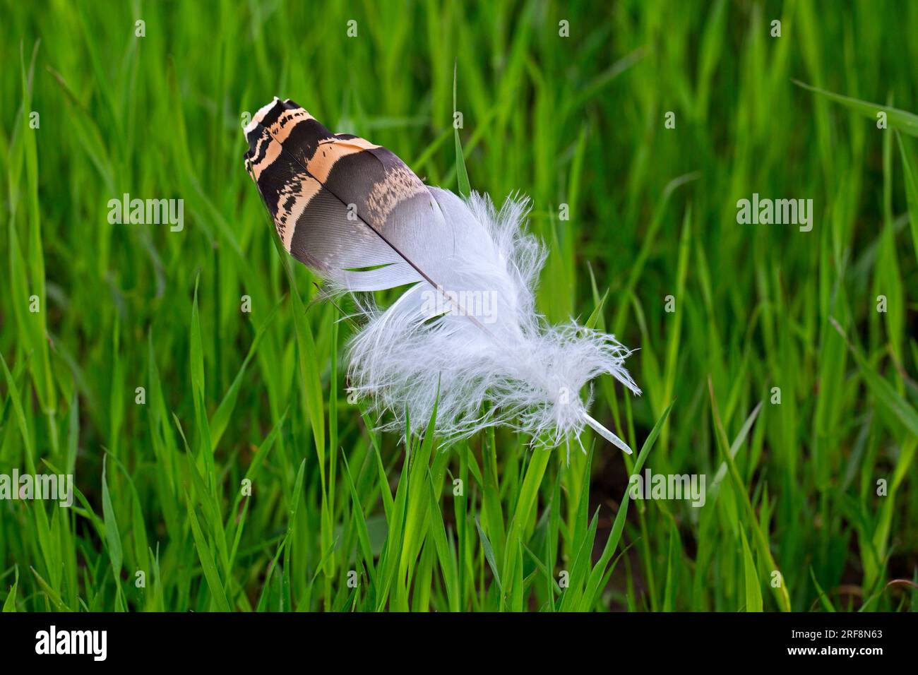 Great bustard (Otis tarda), close-up of lost feather resting on blades ...