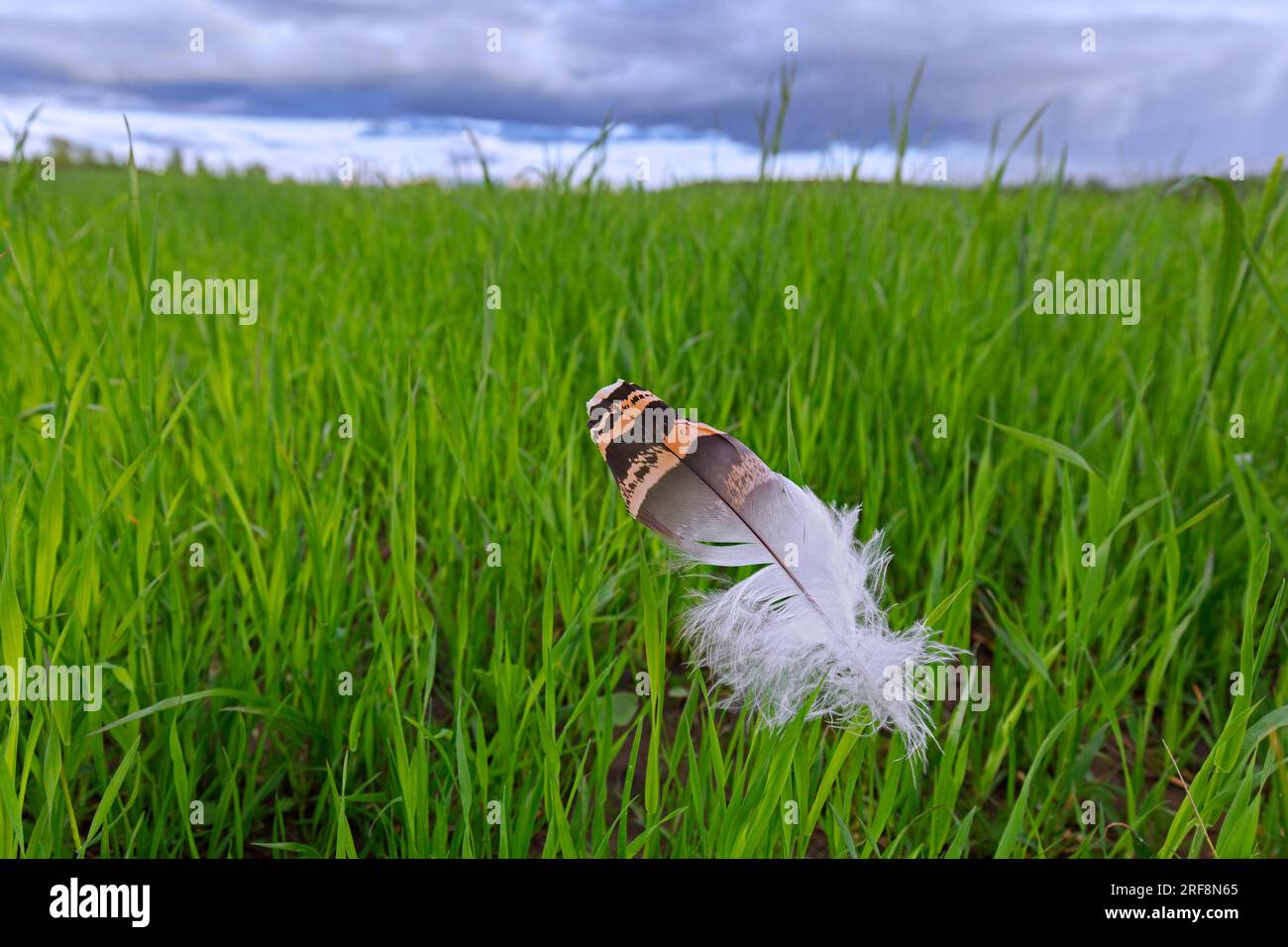 Great bustard (Otis tarda), close-up of lost feather resting on blades ...