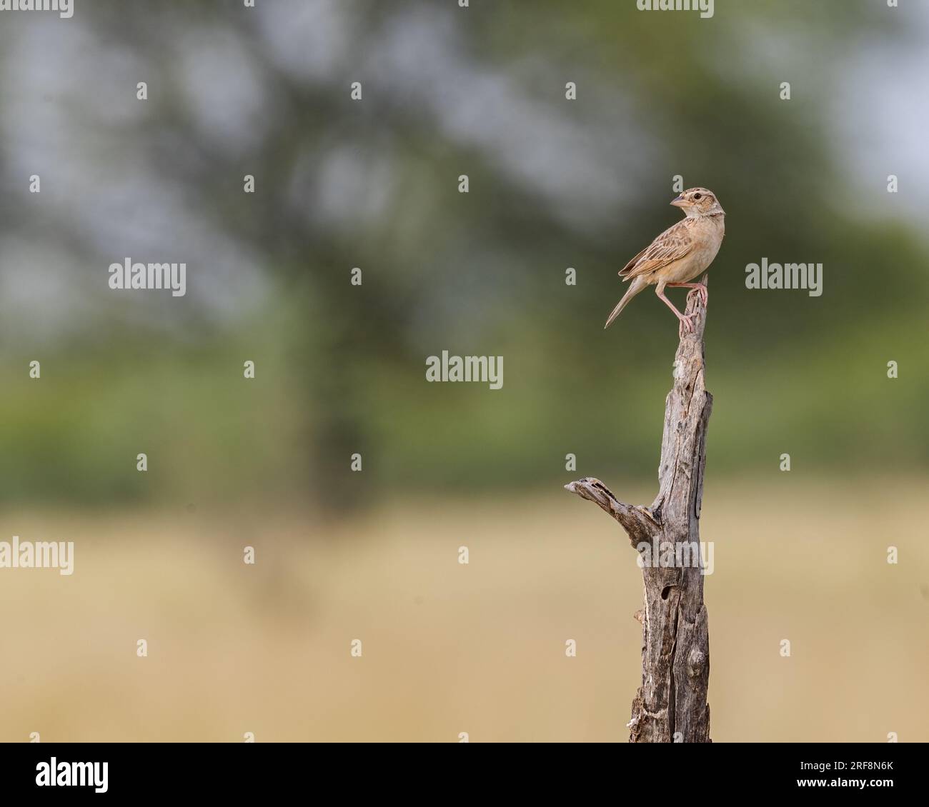 Indian bush lark hi-res stock photography and images - Alamy