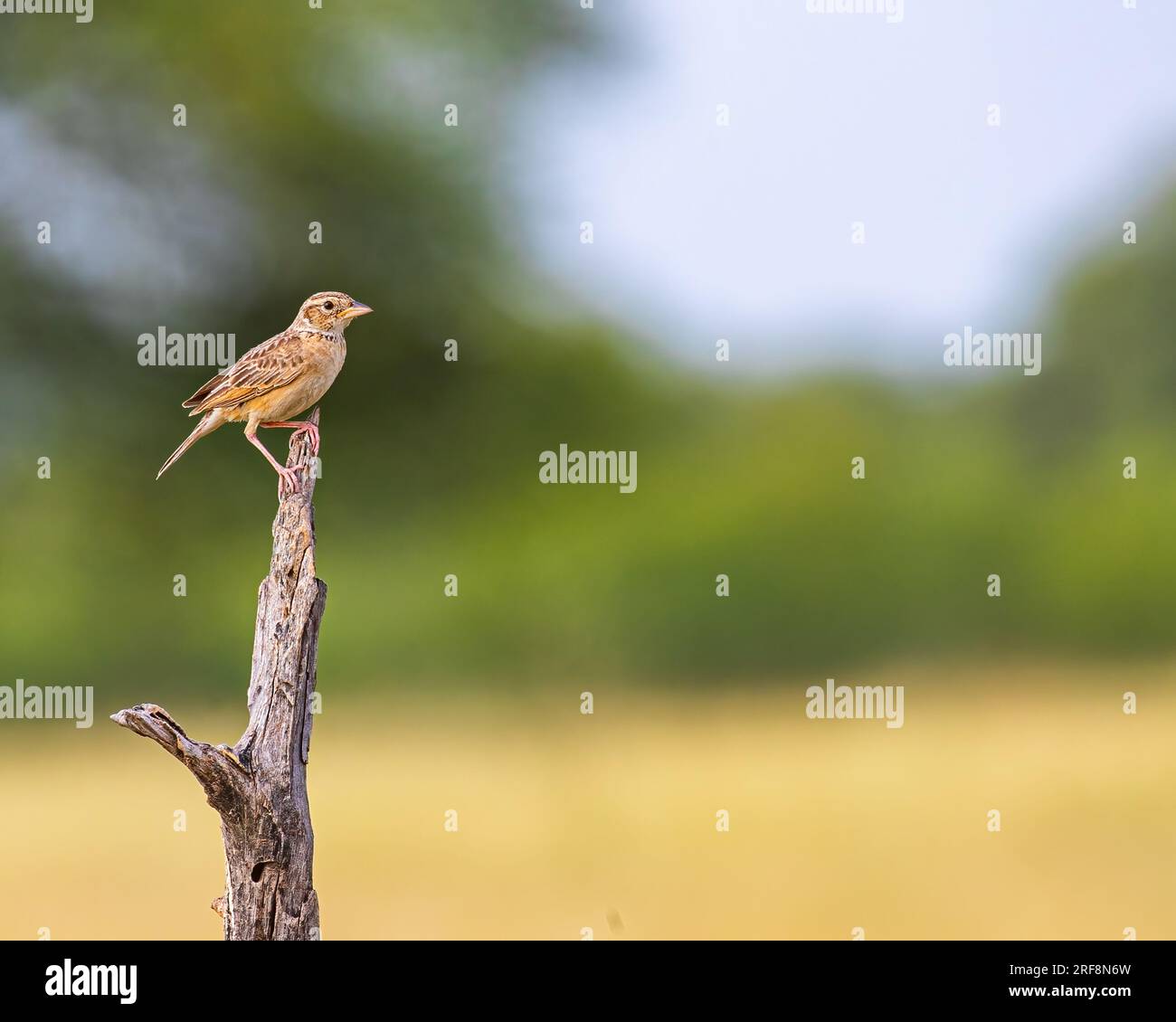 Indian bush lark hi-res stock photography and images - Alamy