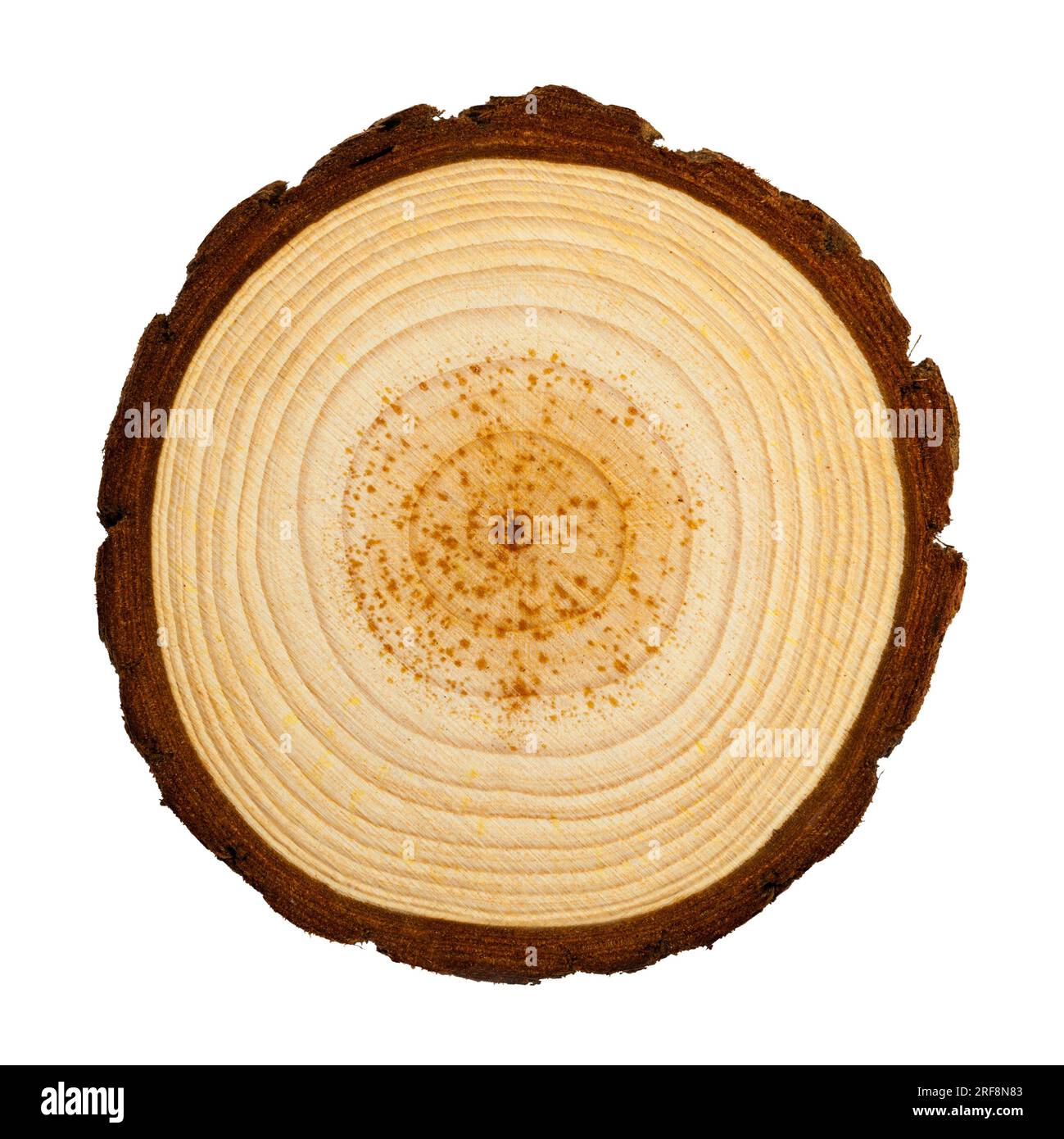Cross Section Log Rings Cut Out on White Stock Photo - Alamy