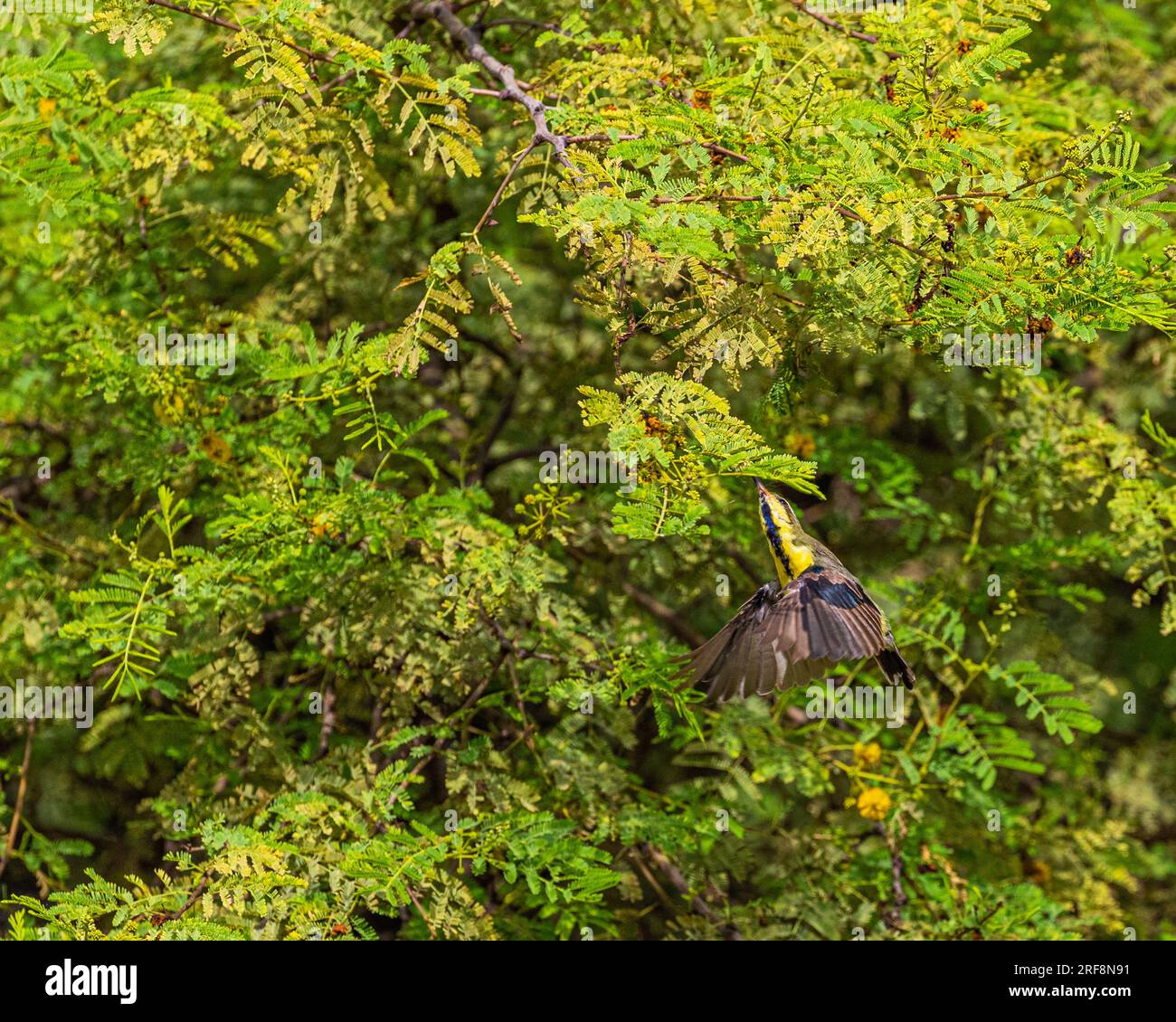 A Sun Bird collecting food from tree Stock Photo - Alamy