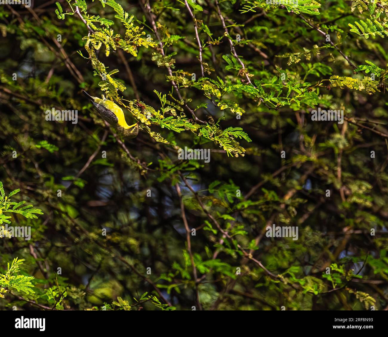 A Sun Bird catching an insect Stock Photo - Alamy