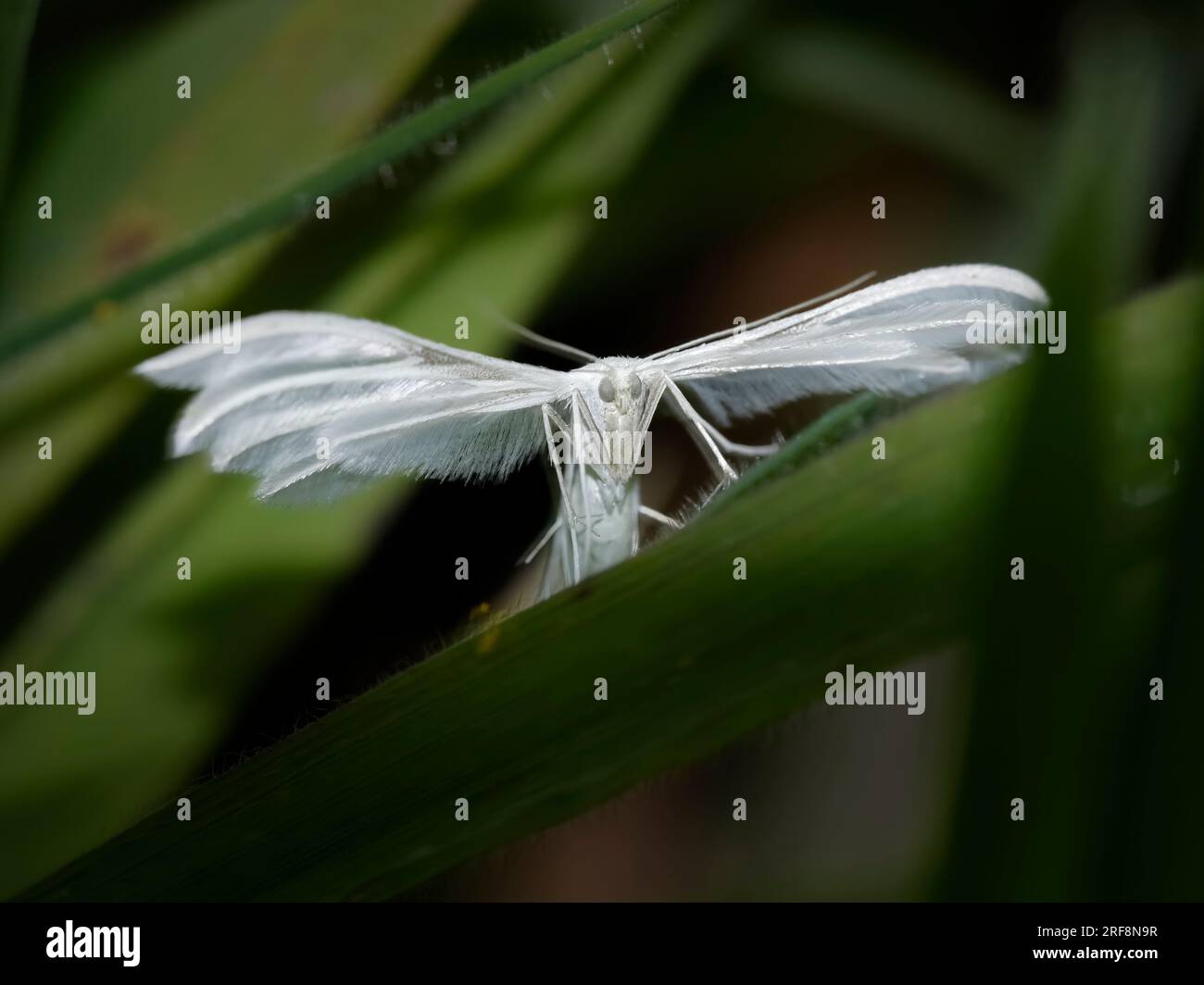 Moths hidden hi-res stock photography and images - Alamy