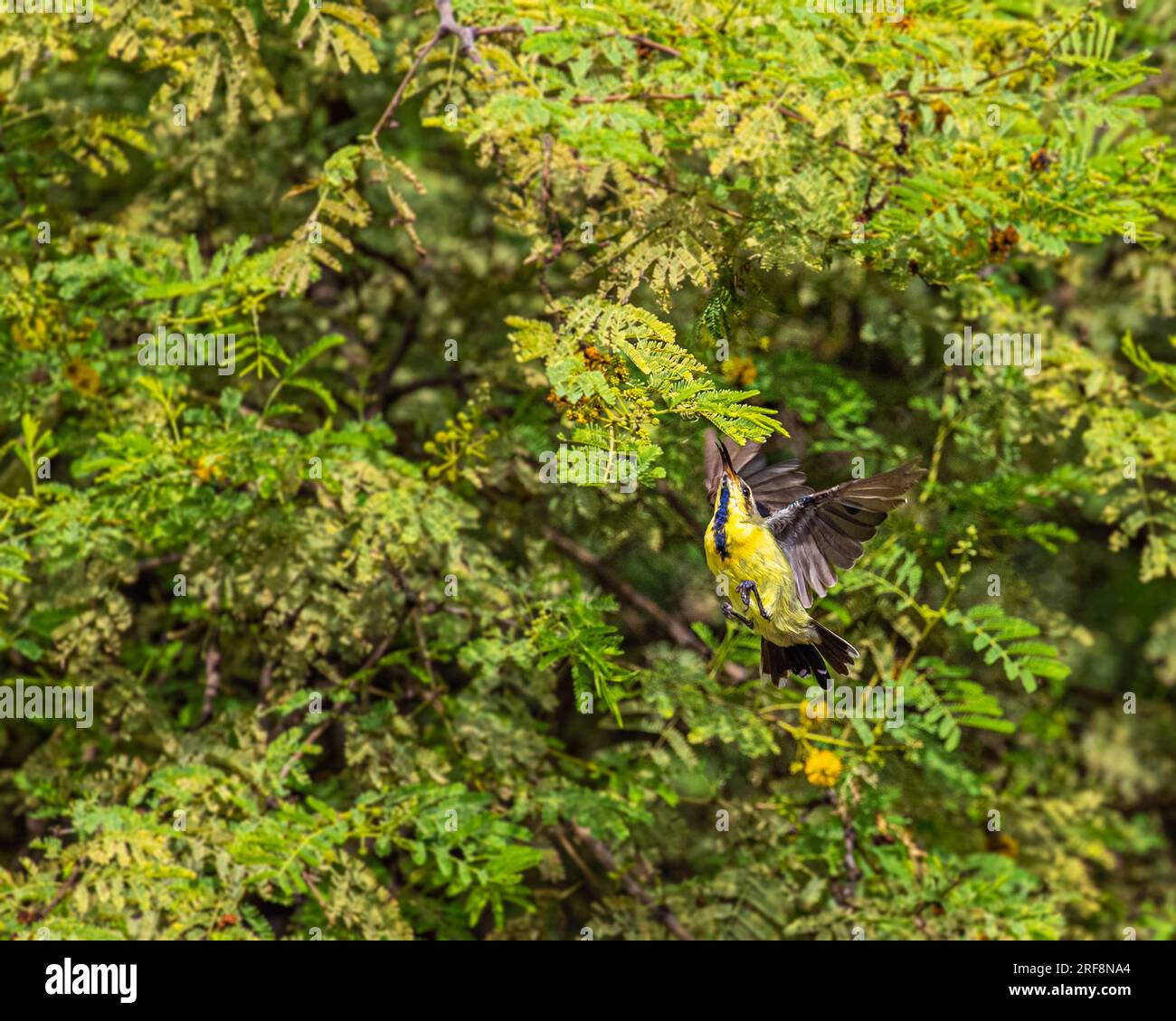 A Sun Bird flying at a tree Stock Photo - Alamy