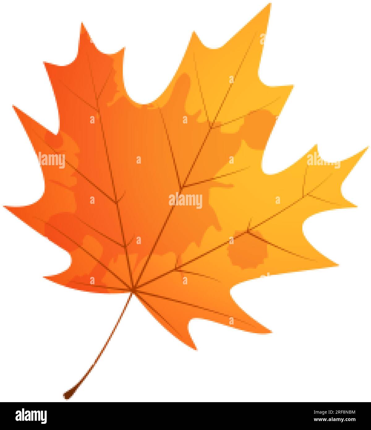 Variegated maple leaves Stock Vector Images - Alamy