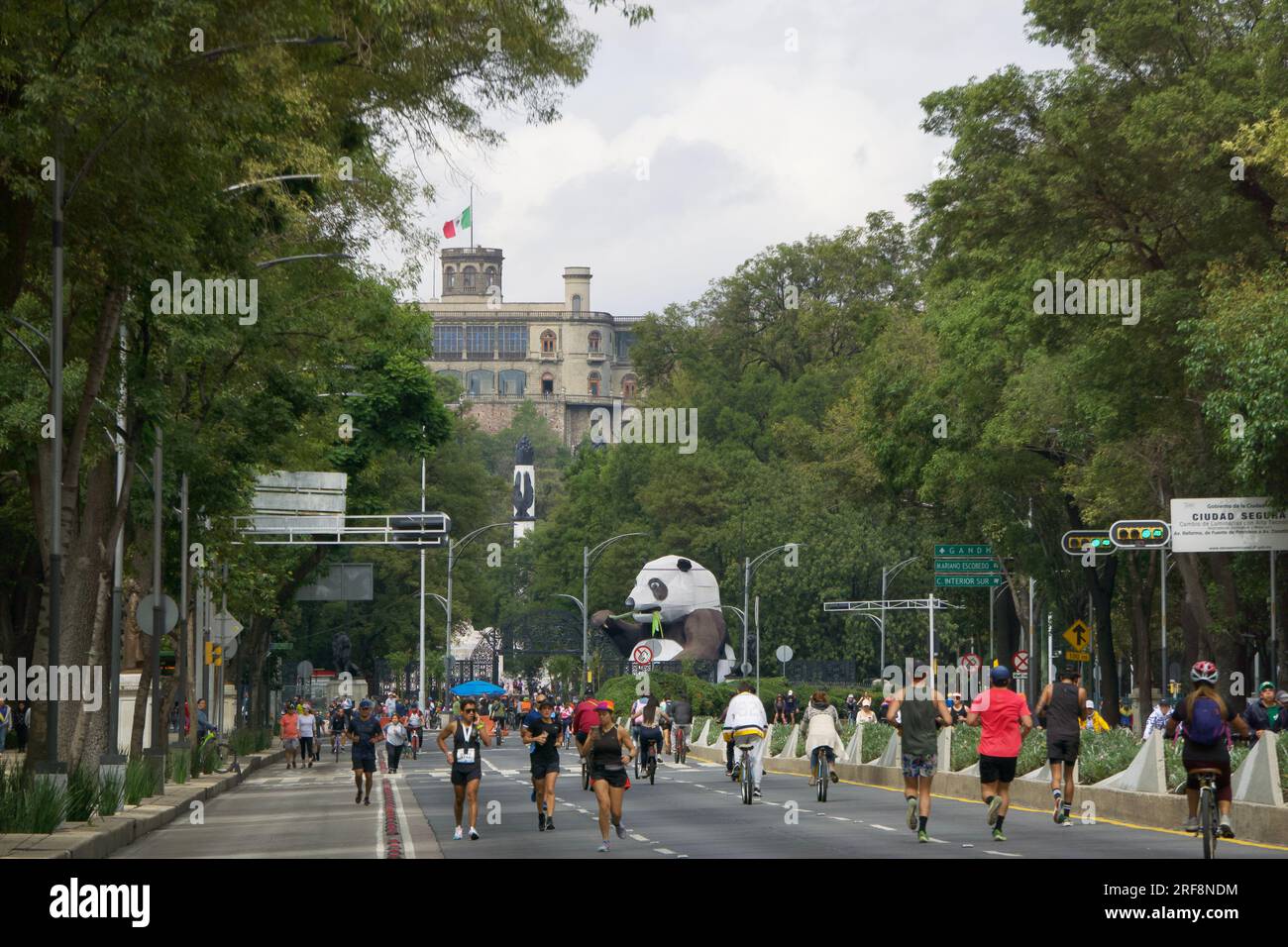 Chapultepec trees hi-res stock photography and images - Alamy