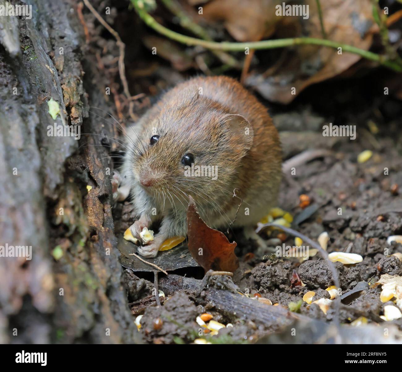 Bank Vole (Myodes Glareolus Stock Photo - Alamy