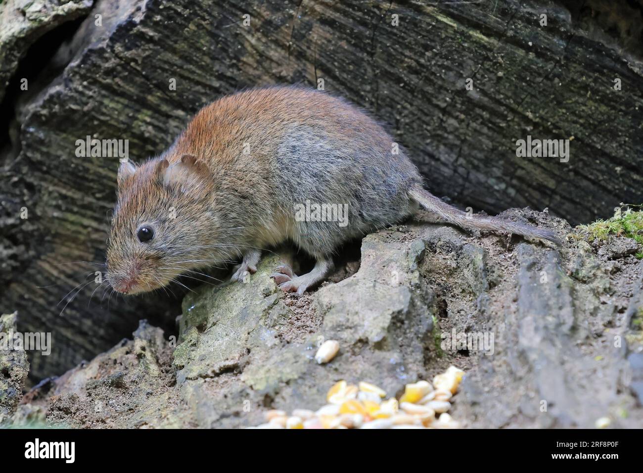 Welsh bank vole hi-res stock photography and images - Alamy