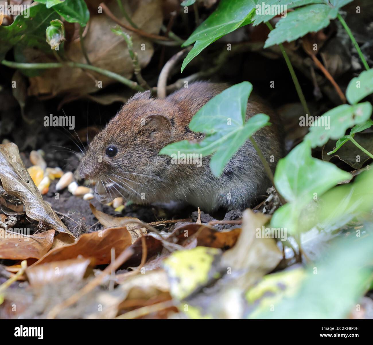 Bank Vole (Myodes Glareolus Stock Photo - Alamy