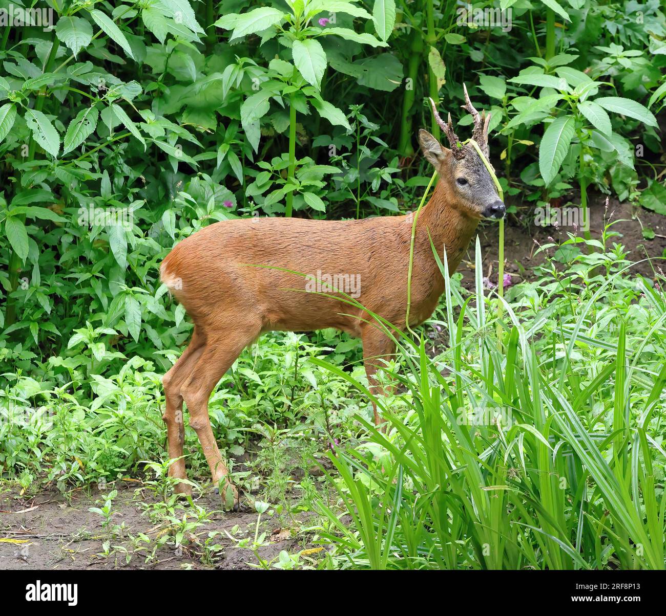 A Roe Deer buck (Capreolus Capreolus Stock Photo - Alamy
