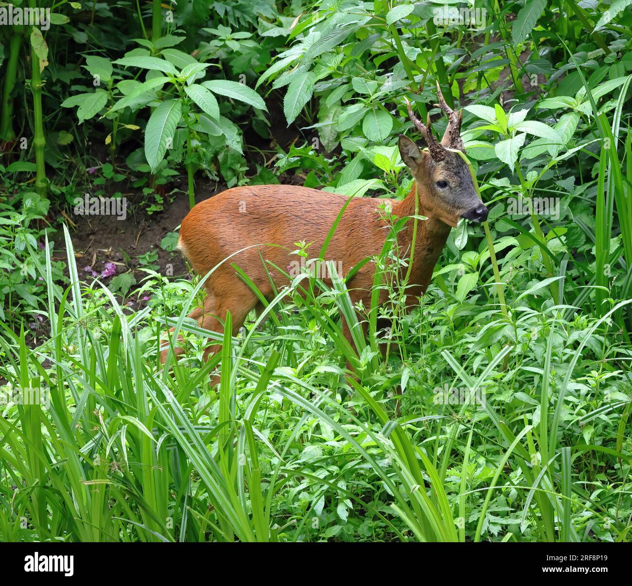 A Roe Deer buck (Capreolus Capreolus Stock Photo - Alamy