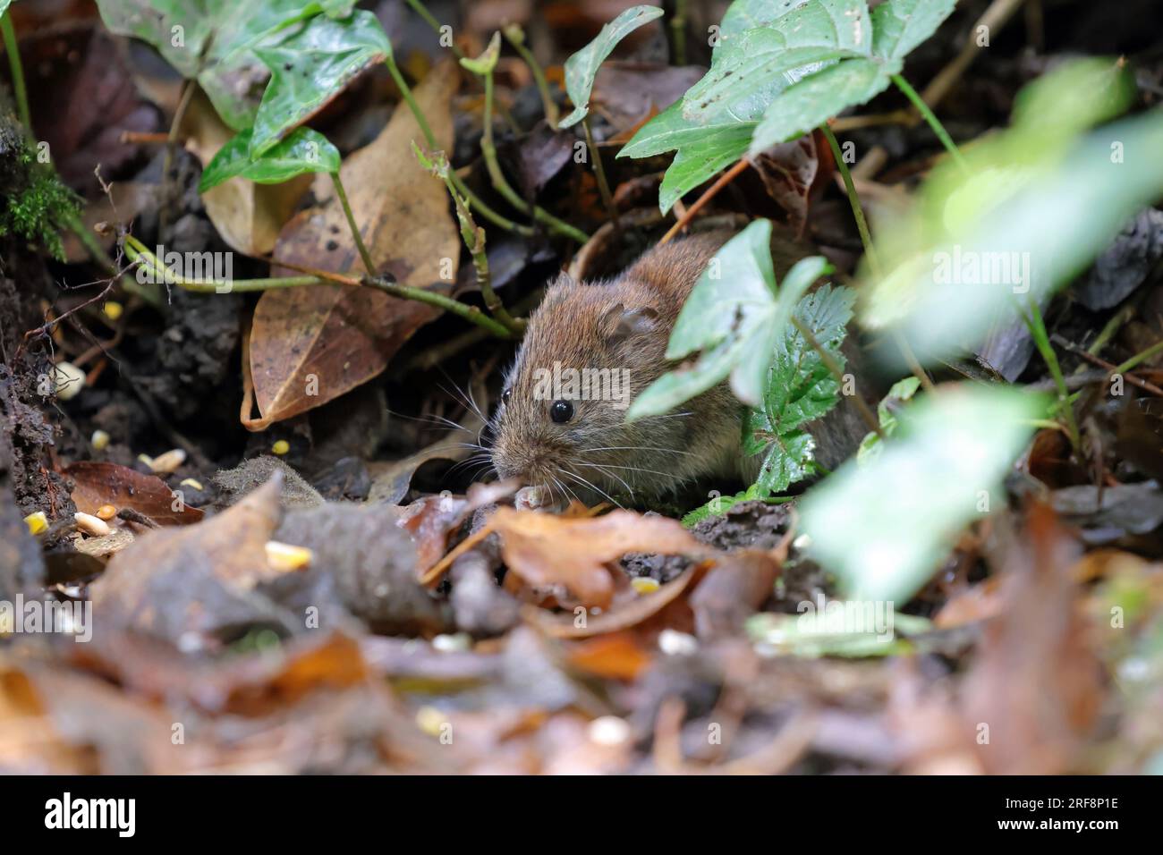 Bank Vole (Myodes Glareolus Stock Photo - Alamy