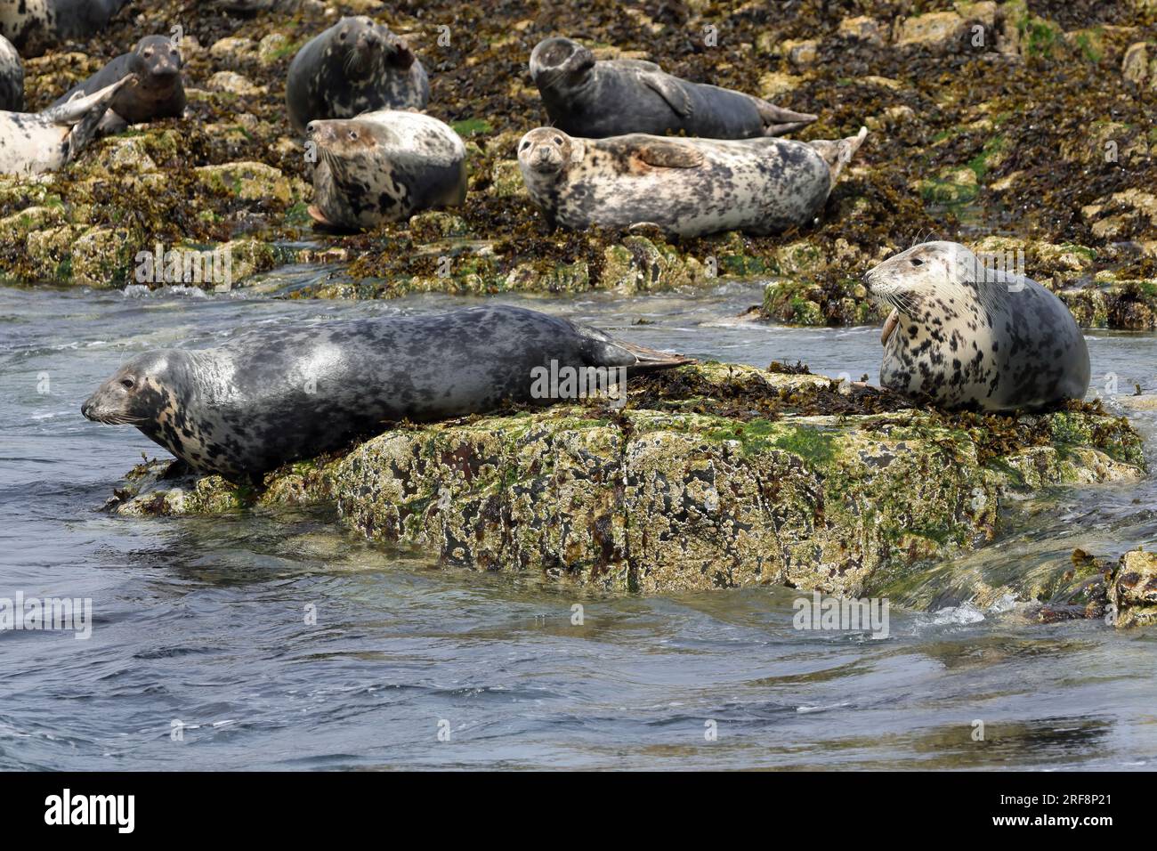 Atlantic Grey Seals (Halichoerus grypus Stock Photo - Alamy