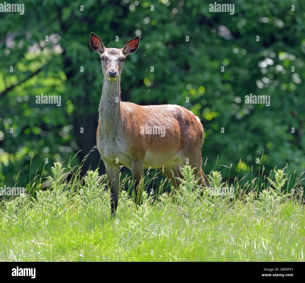 A female Red Deer (Cervus Elaphus Stock Photo - Alamy