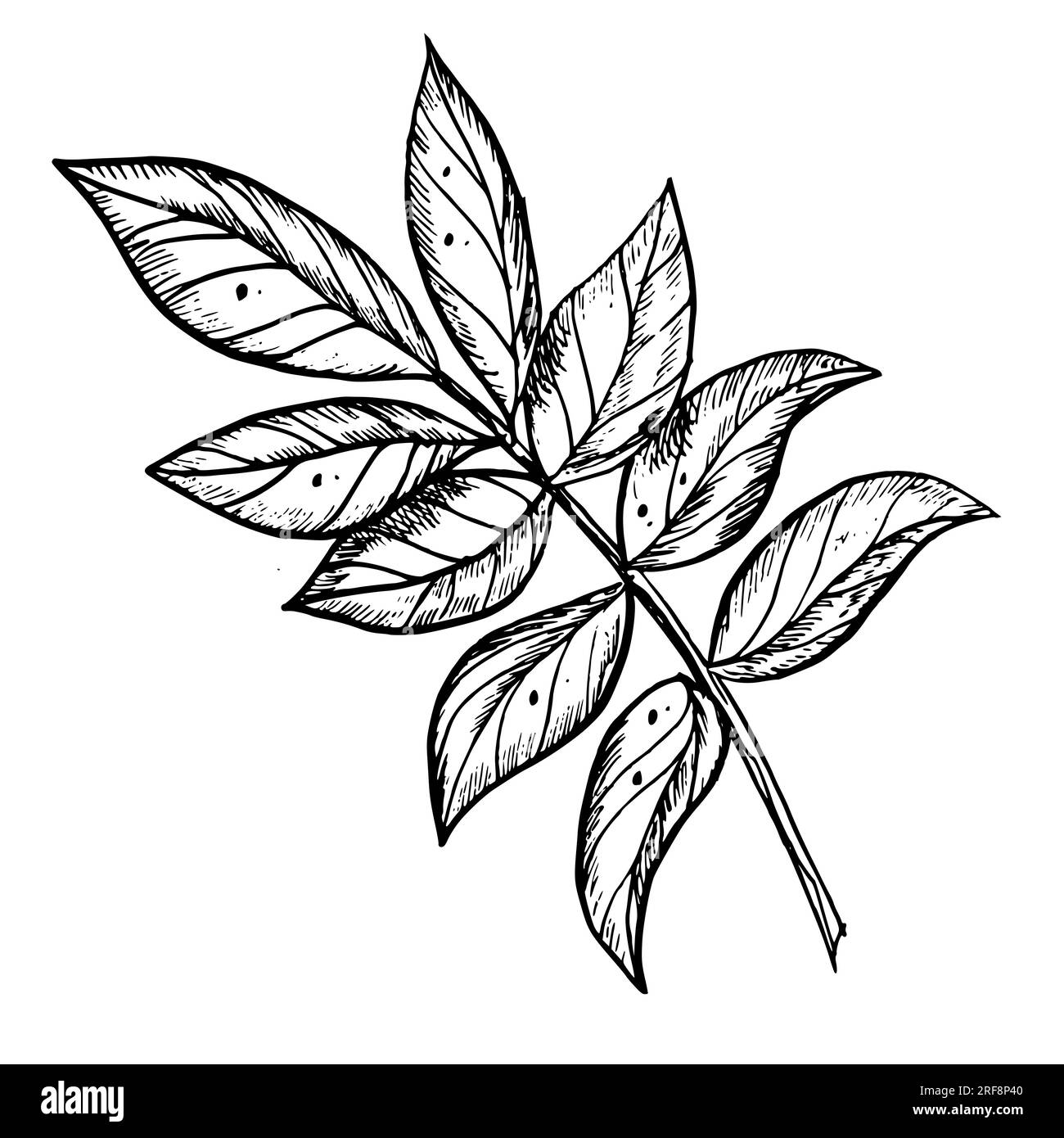 Branch with leaves. Hand drawn vector illustration on isolated ...