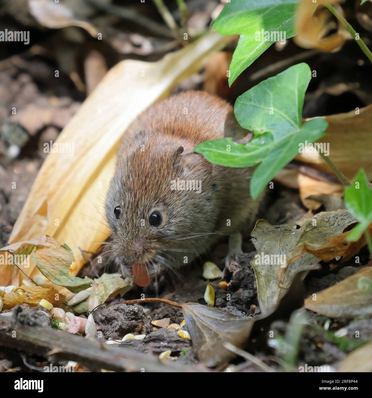 Bank Vole (Myodes Glareolus Stock Photo - Alamy